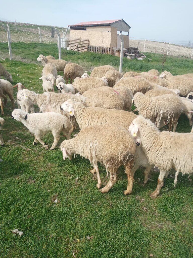 Hayvancılık Yeni Kent Adakçılık, Ankara, foto