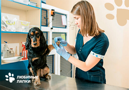 Veteriner klinikleri Lybimie lapki, Moskova, foto