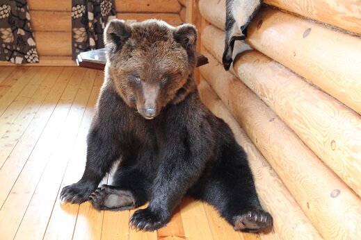 Hayvan postu doldurma Golden lion, Saint‑Petersburg, foto