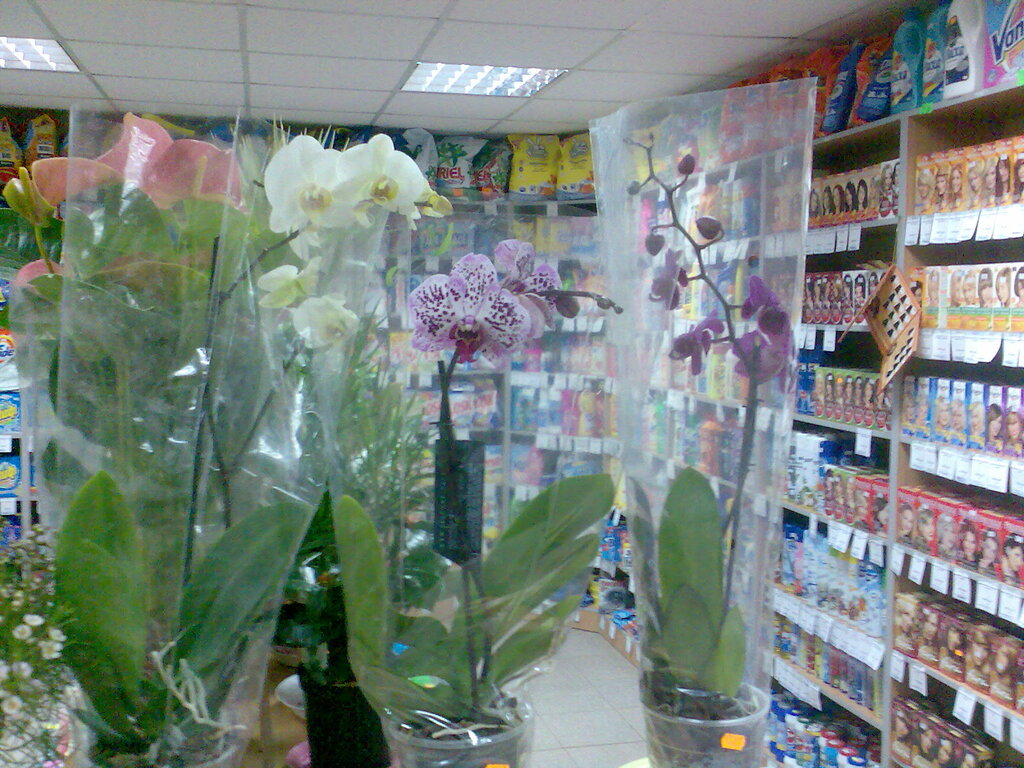 Çiçekçiler Магазин цветов, Voronejskaya oblastı, foto