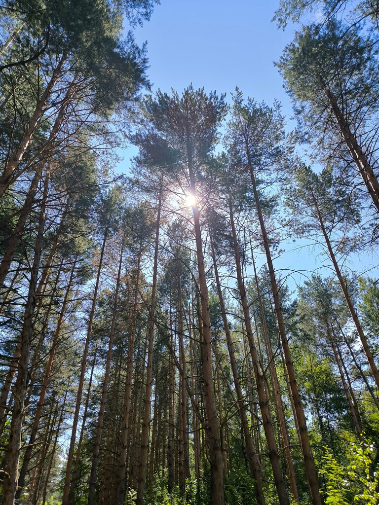 Orman Правдинский лес, Balahna, foto