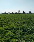 Agroterra (Adana, Seyhan, Yeşiloba Mah., 46205. Sok., 17/2Z), kimyasal üretim firmaları  Adana'dan