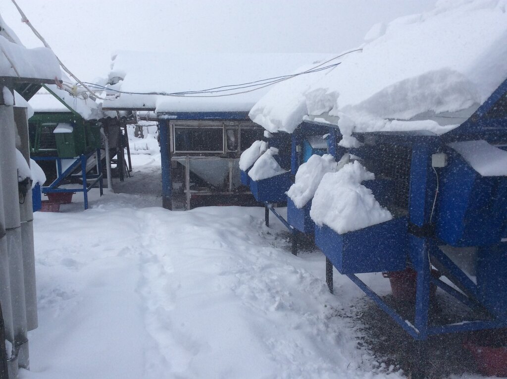 Hayvancılık firmaları Krolikoferma Kamarchaga, Krasnoyarski krayı, foto