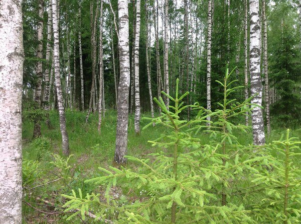Arazi dizisi Зеленые Дали, Moskova ve Moskovskaya oblastı, foto