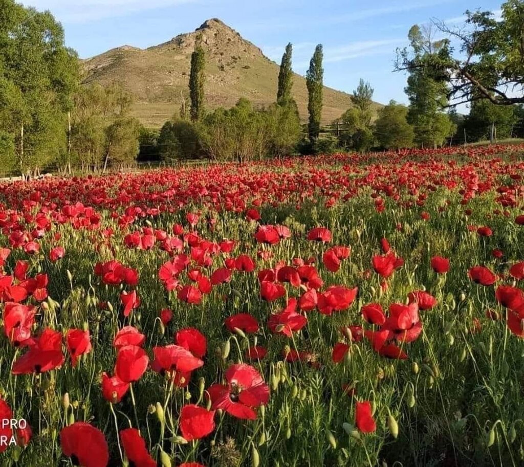 Peyzaj tasarımı Green Garden, Bakü, foto