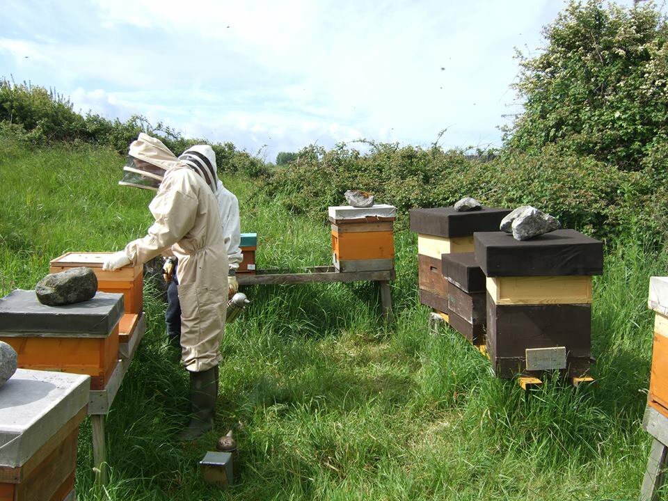 Bal ve arıcılık firmaları Medovaya kompaniya Zolotaya pchela, Konstantinovsk, foto