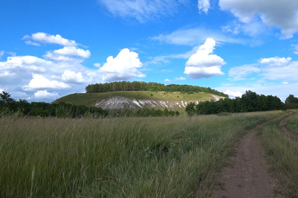 Orman урочище Дедовская Гора, Belgorodskaya oblastı, foto