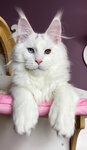Togetherninelives Мейн-кун (Lenina Avenue No:9), evcil hayvan yetiştiricileri  Konakovo'dan
