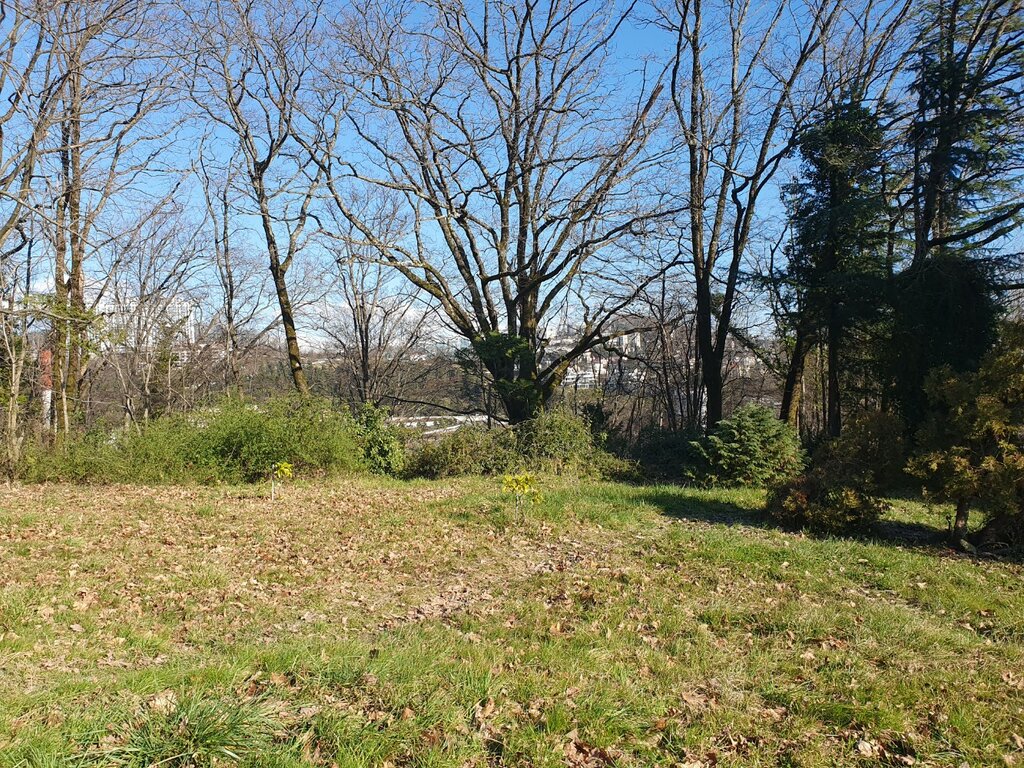 Orman Colchian Forest, Soçi, foto