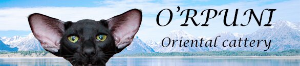 Evcil hayvan yetiştiricileri O'Rpuni oriental cattery, Saint‑Petersburg, foto