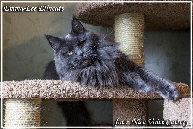 Evcil hayvan yetiştiricileri Gardarika, Stupino, foto