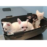 Centro Veterinario Santarcangelo (Emilia-Romagna, Rimini, Santarcangelo di Romagna, Via Ugo Bassi, 31), veteriner klinikleri  Emilia‑Romagna'dan
