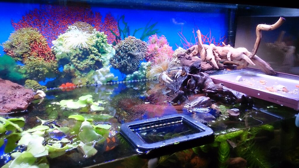 Akvaryumlar Dolinaakvariumov, Moskova, foto