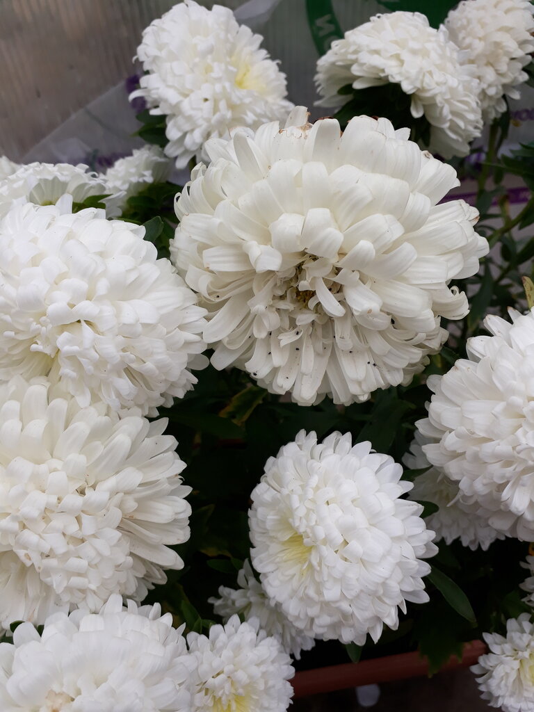 Sera ve bahçe ürünleri Мир растений, Surgut, foto