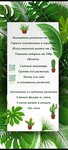 Цветы (улица Горького No:25), sera ve bahçe ürünleri  Sevastopol'dan