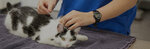 Metropolitan Veterinary Marketing (13, Al Masayid Street, E16-01, Abu Dhabi), veteriner materyalleri ve ekipmanları  Abu Dabi'den