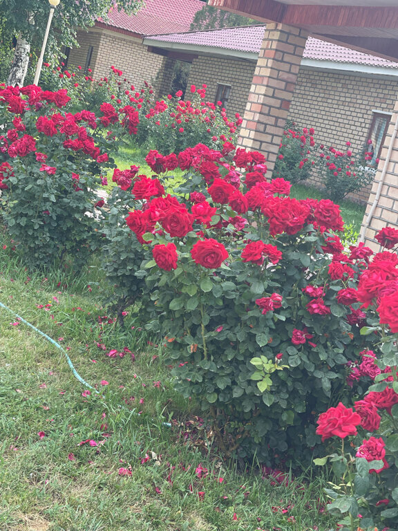 Sağlık merkezleri Центр отдыха Солемар, Issık Göl İli, foto