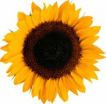 Sunflower (Elizarova Avenue No:25), çiçekçiler  Saint‑Petersburg'dan