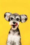 Bagira (Sadovaya Street No:23), petshop  Asbest'ten