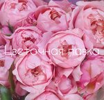 Flower shop (No:9, mikrorayon Severny), çiçekçiler  Stariy Oskol'dan