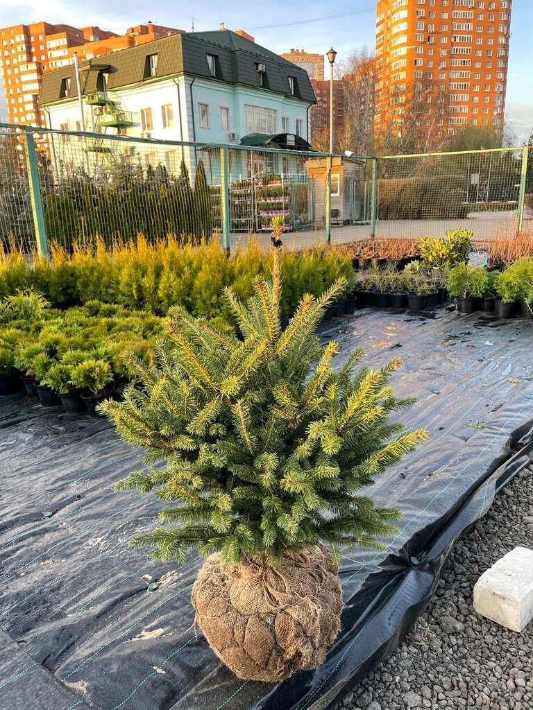 Sera ve bahçe ürünleri Mirosad, Başkurdistan, foto