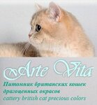 Arte Vita Cattery (Nekrasovskaya Street No:49, Vladivostok), evcil hayvan yetiştiricileri  Vladivostok'tan