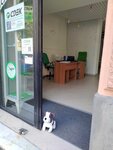 Cdek (Liguria, Genova, Corso Torino), kurye hizmetleri  Cenova'dan