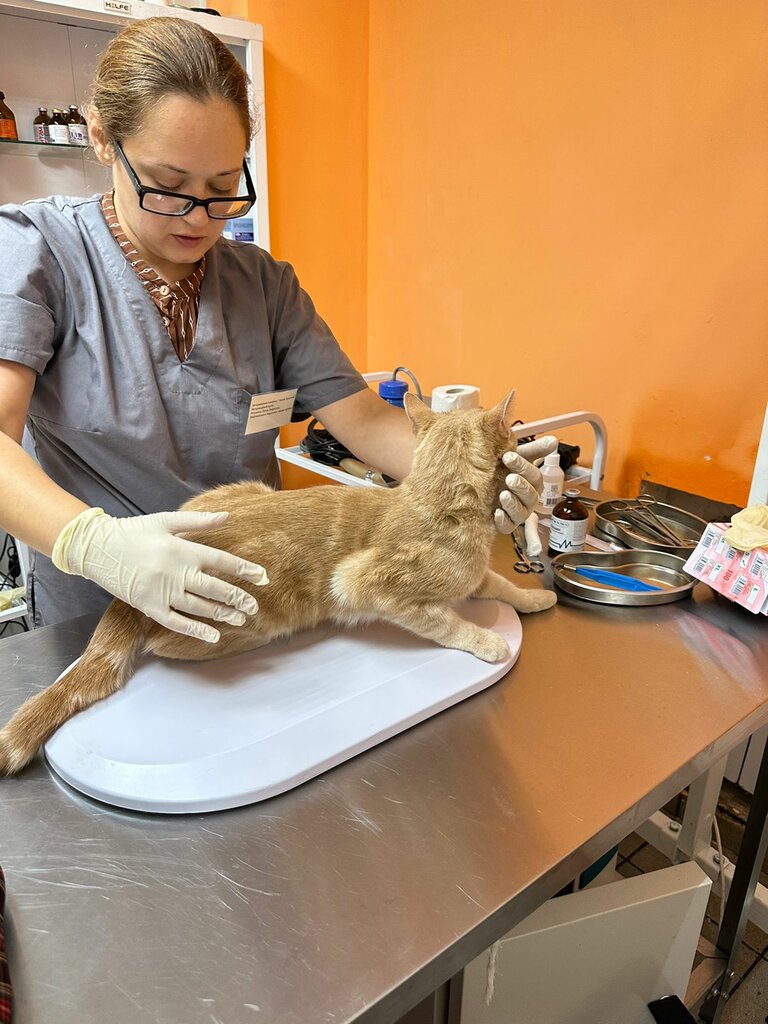 Veteriner klinikleri Paws and Tails, Şçolkovo, foto