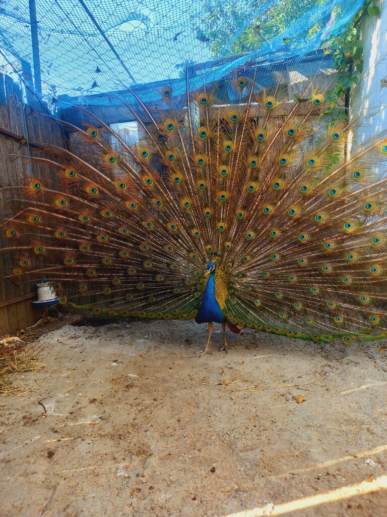 Konuk evi Guest House on Kalinina 101, Krasnodarski krayı, foto