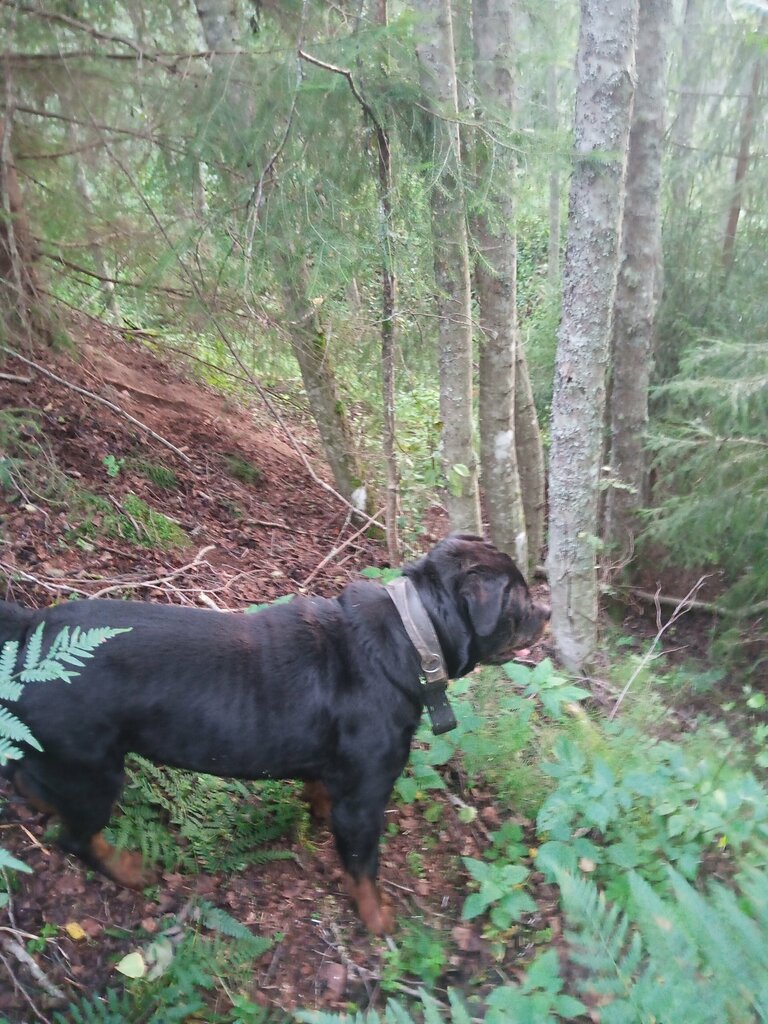 Dağ zirvesi Гора Дегтяри, Novgorodskaya oblastı, foto