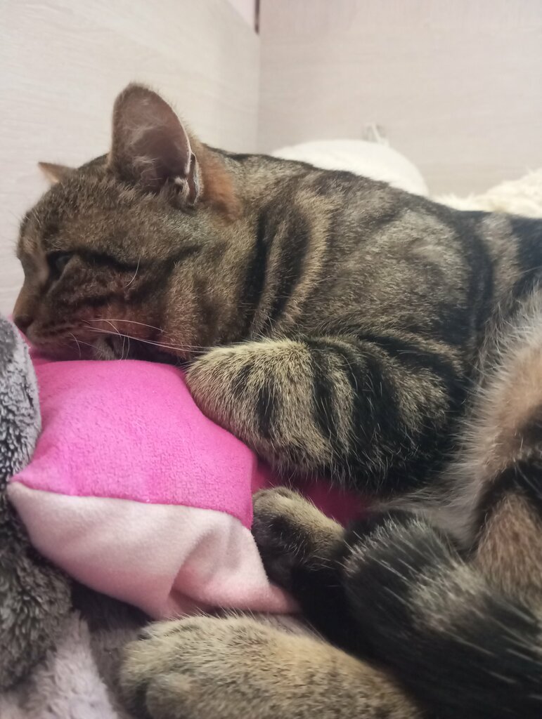 Hayvan barınakları, kulüpleri ve otelleri Пушистый домосед, Yelets, foto