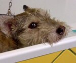 Facciamo Cagnara (Emilia-Romagna, Bologna, Via Lame, 153), petshop  Emilia‑Romagna'dan