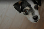 Clinica Veterinaria Santo Stefano (Lazio, Latina, Via Rapella), veteriner klinikleri  Lazio'dan