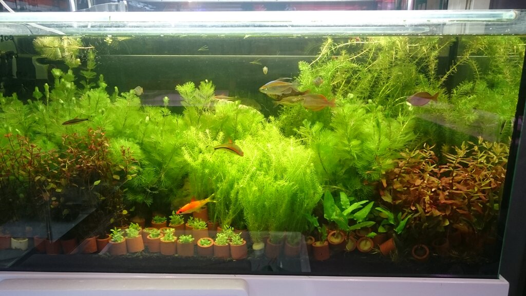 Akvaryumlar Ростовский аквариумный центр, Rostov‑na‑Donu, foto