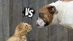 Clinica Veterinaria Privata Casa del Cane e del Gatto (Emilia-Romagna, Rimini, Rimini, Via Consolare Rimini-San Marino), veteriner klinikleri  Emilia‑Romagna'dan