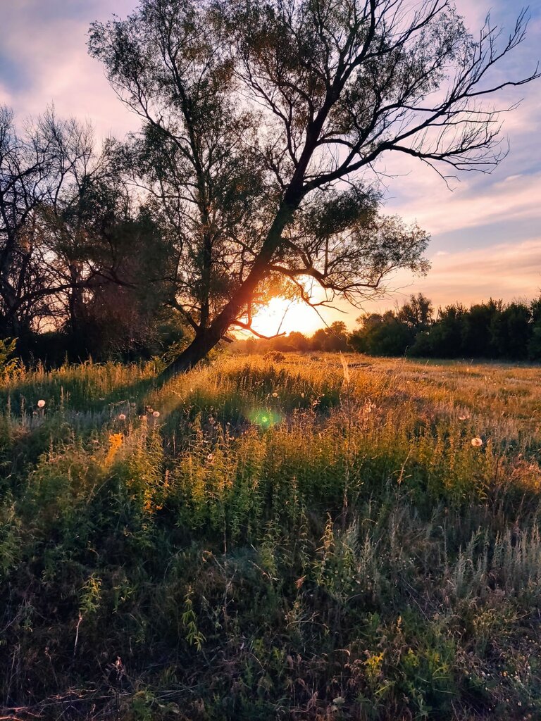 Bahçecilik dernekleri ve kuruluşları Tikhiye zori, Volgogradskaya oblastı, foto
