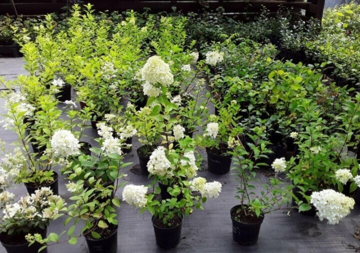 Fidan yetiştiriciliği Академ-саженцы, Novosibirskaya oblastı, foto