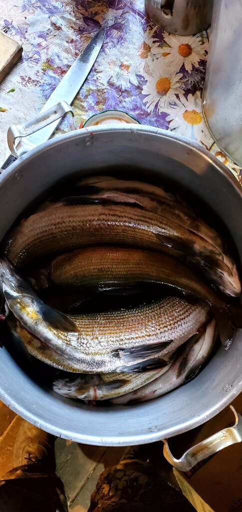 Kafe Арбынья, Hantı‑Mansi Özerk Okrugu, foto