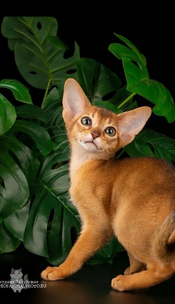 Evcil hayvan yetiştiricileri Kingdom of Aby, Saint‑Petersburg, foto