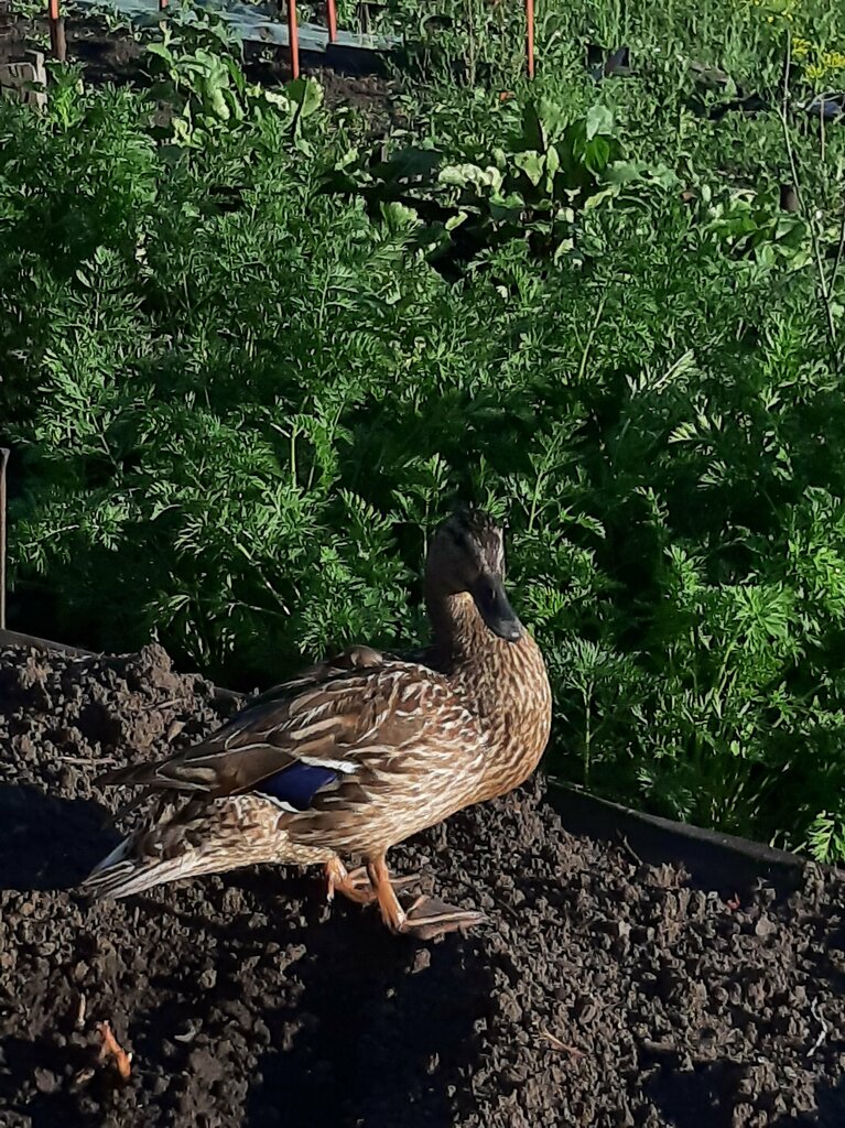 Bahçecilik dernekleri ve kuruluşları СНТ Медик, Novokuznetsk, foto