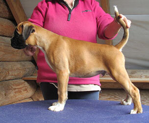 Evcil hayvan yetiştiricileri Pitomnik Liberum avis, Saint‑Petersburg ve Leningradskaya oblastı, foto