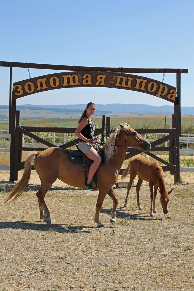 At ve binicilik kulüpleri Horse Riding Golden Spur, Krasnodarski krayı, foto