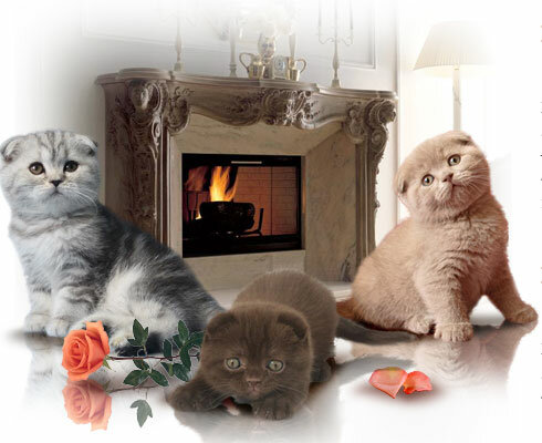 Evcil hayvan yetiştiricileri Mikaella, Moskova, foto