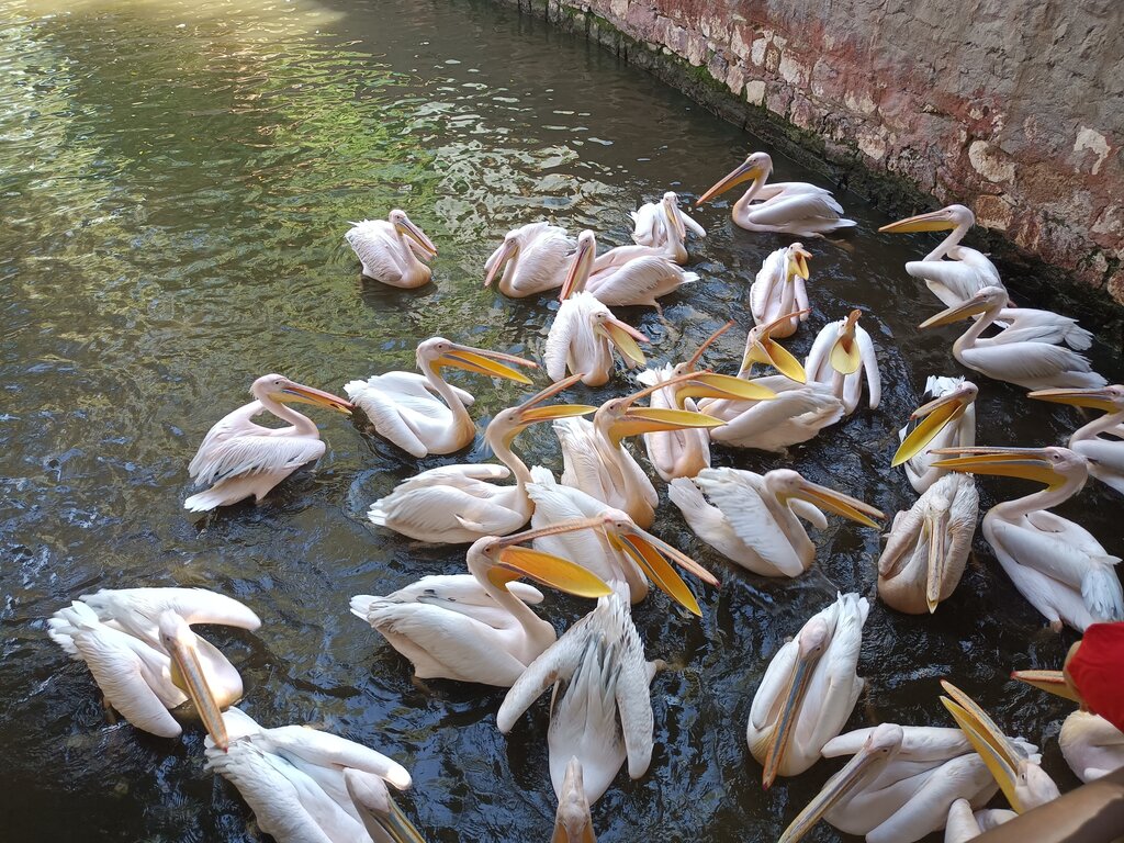 Hayvanat bahçeleri Giza Zoo, Gize, foto