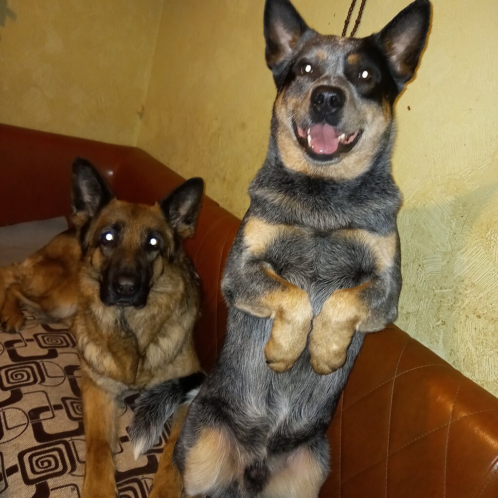 Evcil hayvan yetiştiricileri Австралийский хилер щенки, Şuya, foto