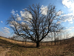 Столетний дуб (Tambov Region, Michurinsk, gora Konskaya), doğa  Miçurinsk'ten