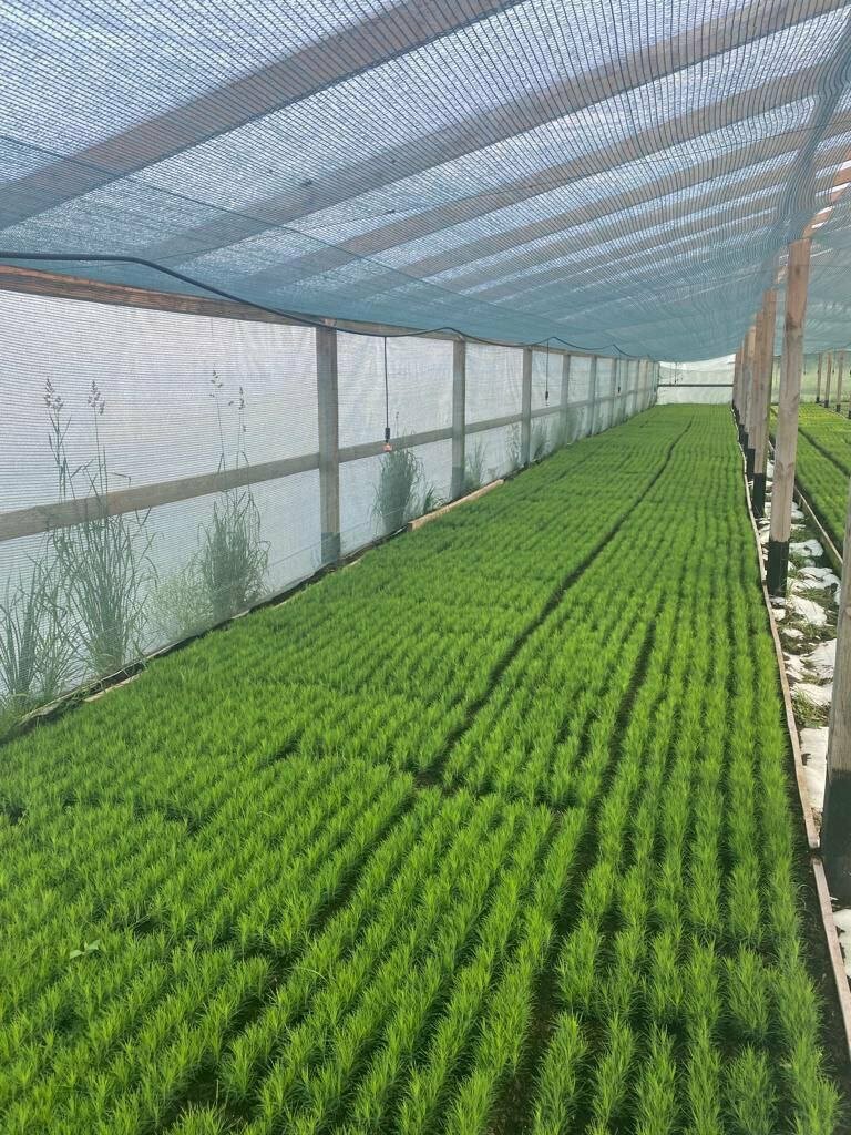 Orman işleri Лесопитомник Костромской сеянцев ели и сосны и семена, Kostromskaya oblastı, foto