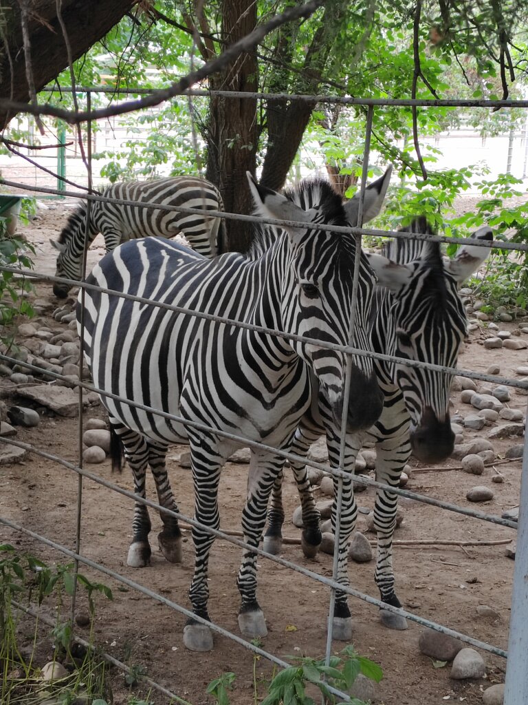 Hayvanat bahçeleri Zoo, Almatı, foto