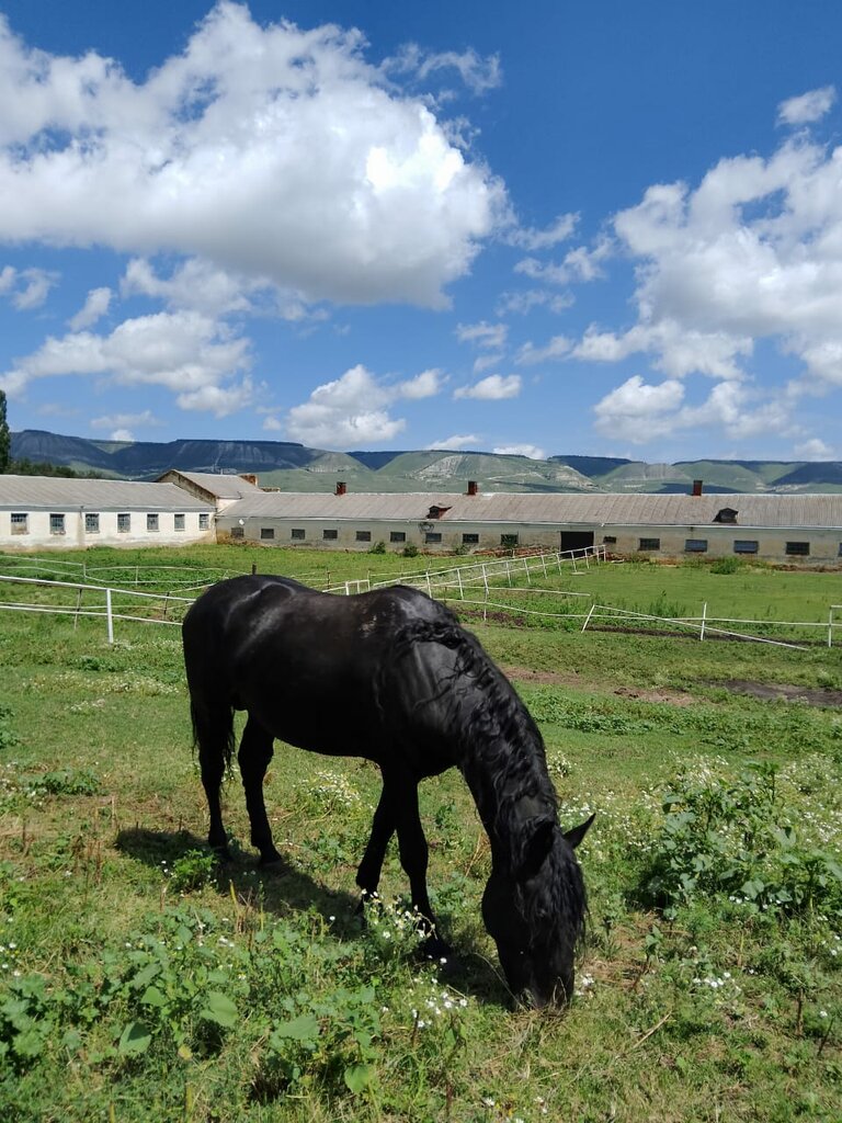 At ve binicilik kulüpleri Конюшня ПКЗ Карачаевский, Karaçay‑Çerkez Cumhuriyeti, foto