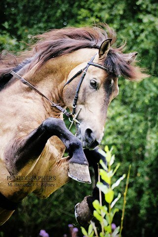 At ve binicilik kulüpleri Kapriol, Saint‑Petersburg ve Leningradskaya oblastı, foto